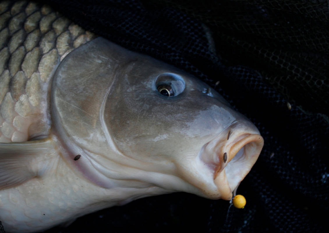 Thinking Anglers News – Thinking Caps March - Paul Forward
