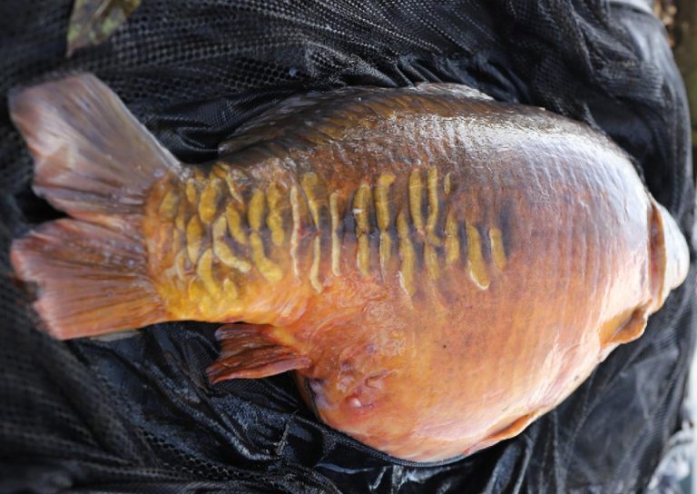 Thinking Anglers News - Sam Ashman – Rise & Shine